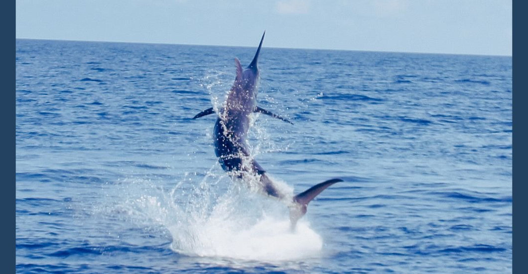 The Beast of the Sea: Gulf of Mexico Blue Marlin Fishing – SORD Fishing ...
